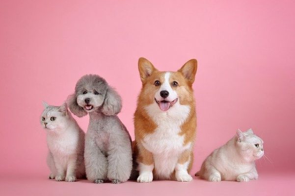 Interesting Facts About Pets It s My Pet Interesting Facts About Pets It s My Pet